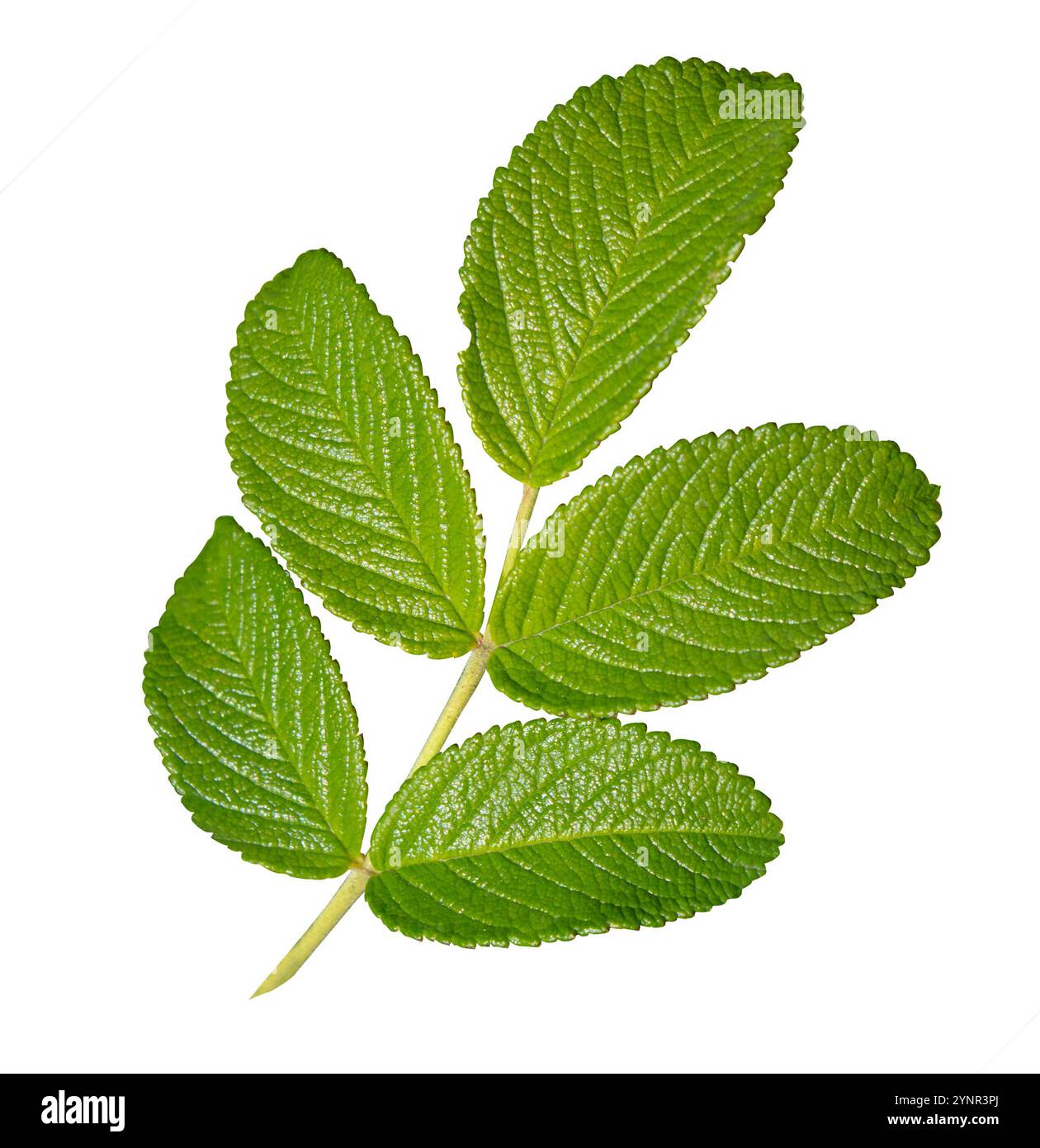 Delicate designs of leaves Cut Out Stock Images & Pictures - Alamy
