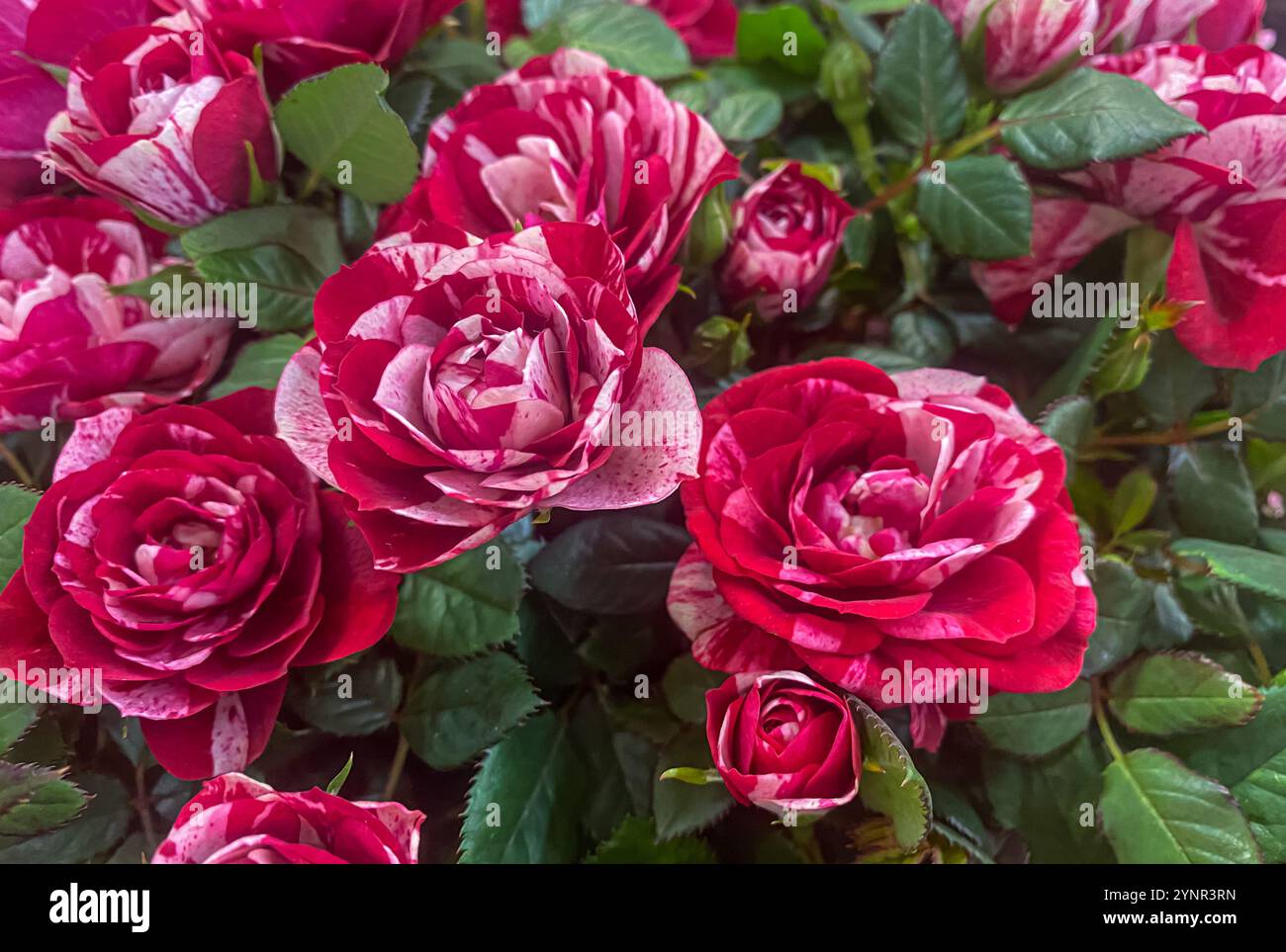 Rose Papageno with crimson flowers with white stripes, beautiful color ...