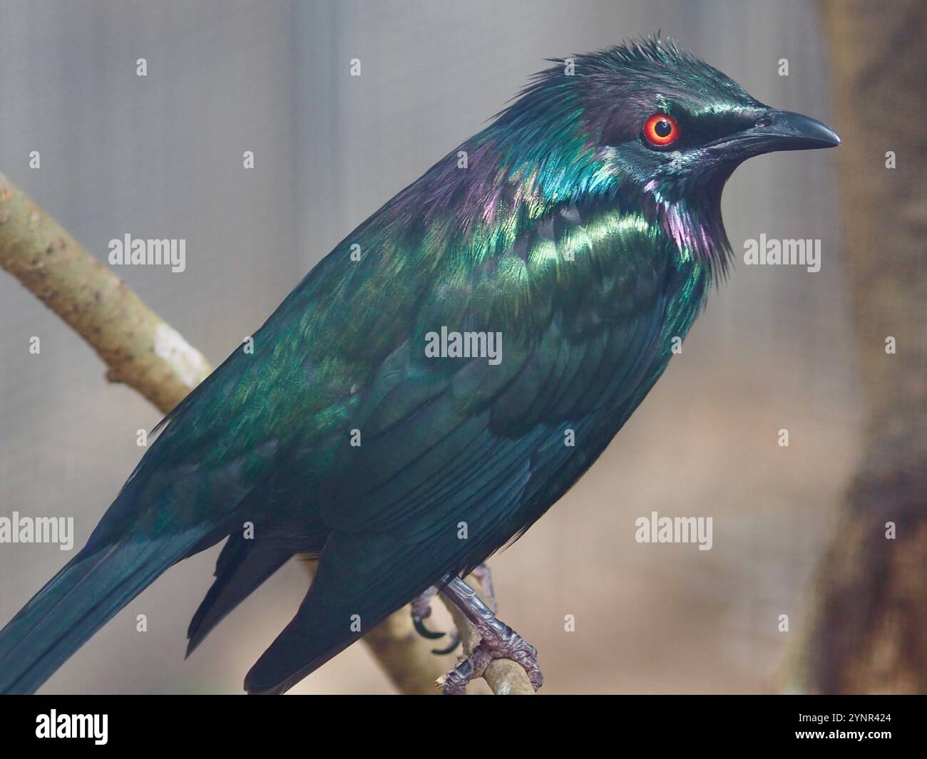 Spectacular mesmerising Metallic Starling with striking red eyes and ...