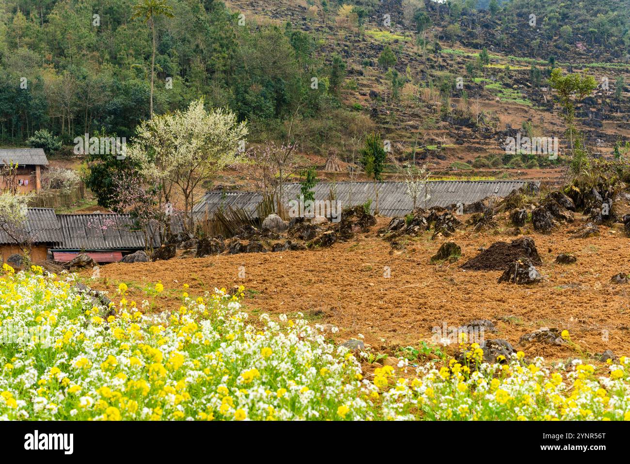 Spring and the peaceful life of the Hmong ethnic group in Ha Giang ...