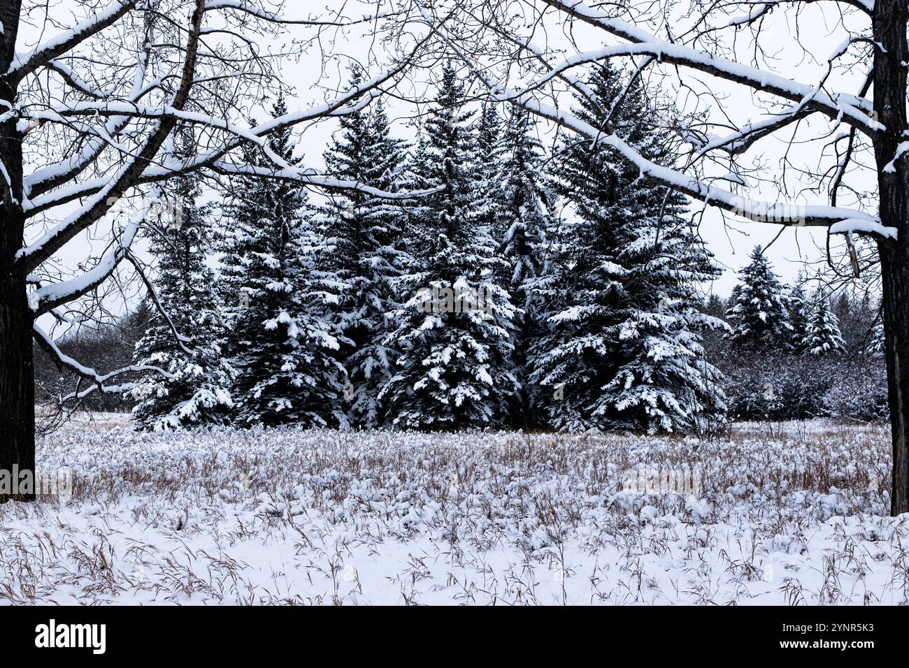 Hiking in the winter with first snowfall Stock Photo - Alamy