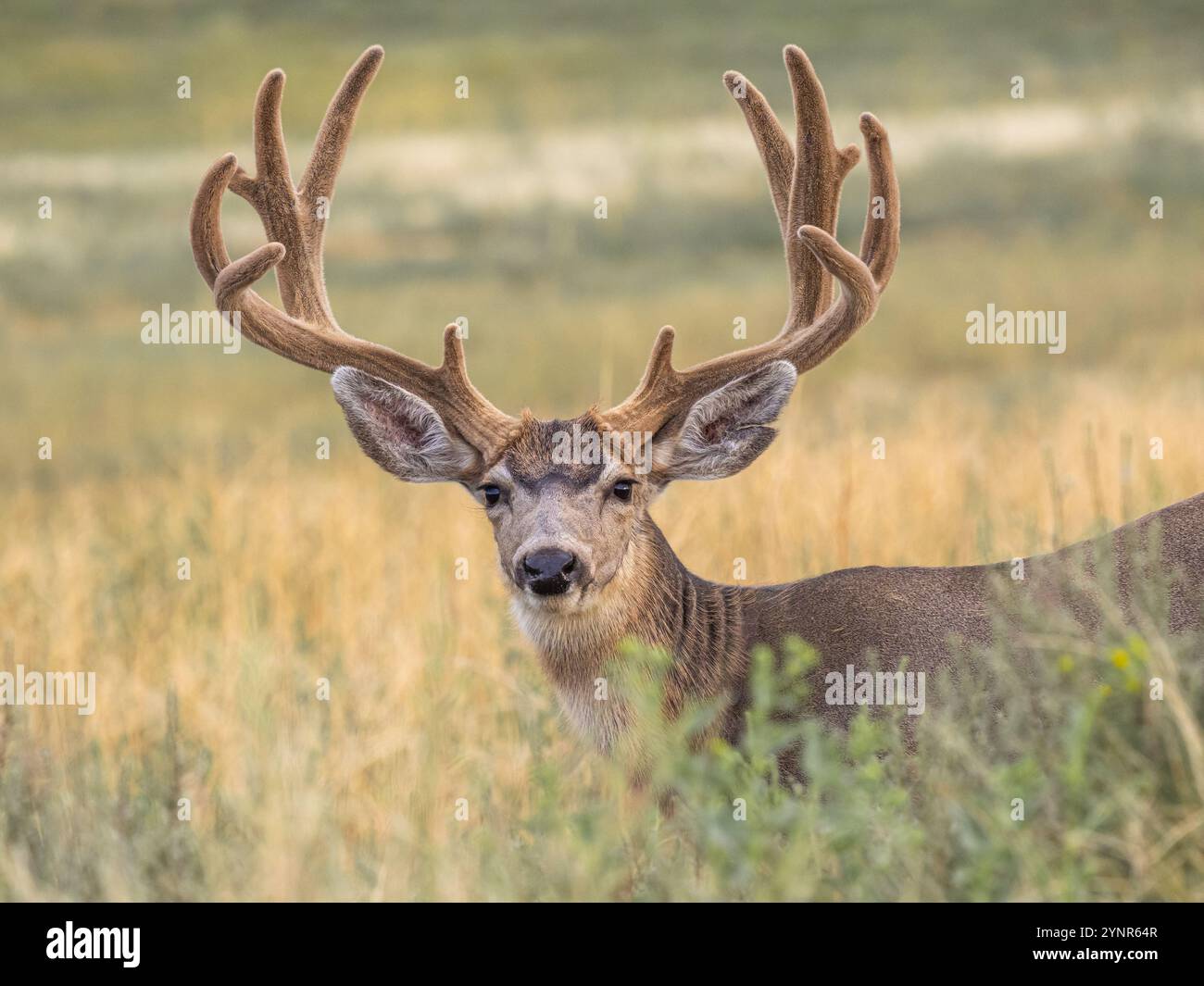 velvet mule deer buck a meadow Stock Photo - Alamy