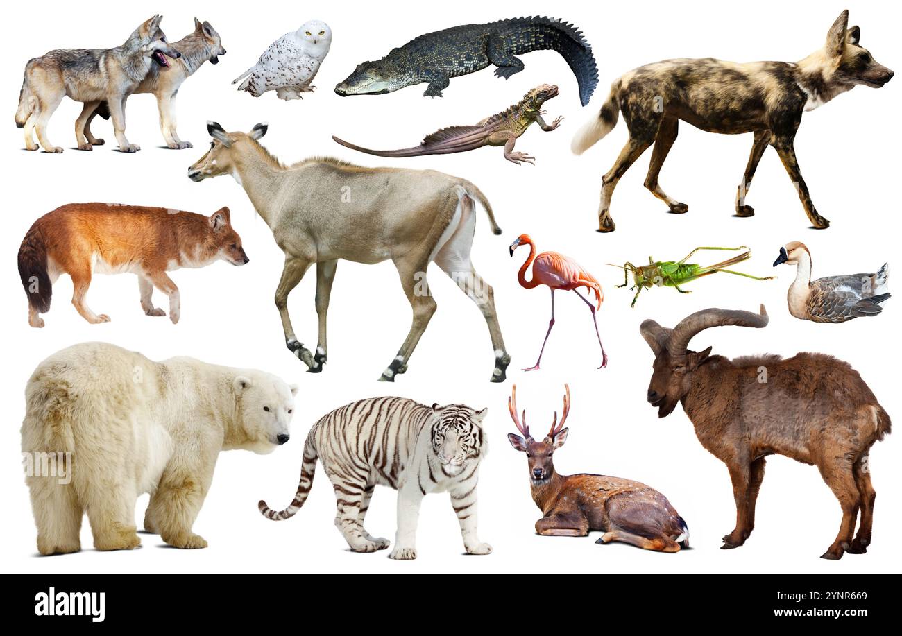 asia animals isolated Stock Photo - Alamy