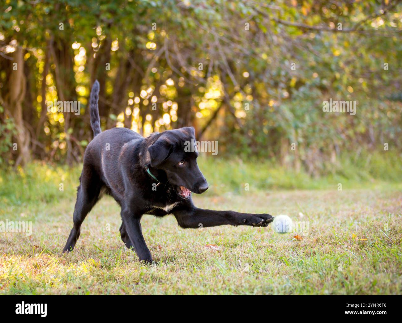 Reaching with paw hi-res stock photography and images - Alamy