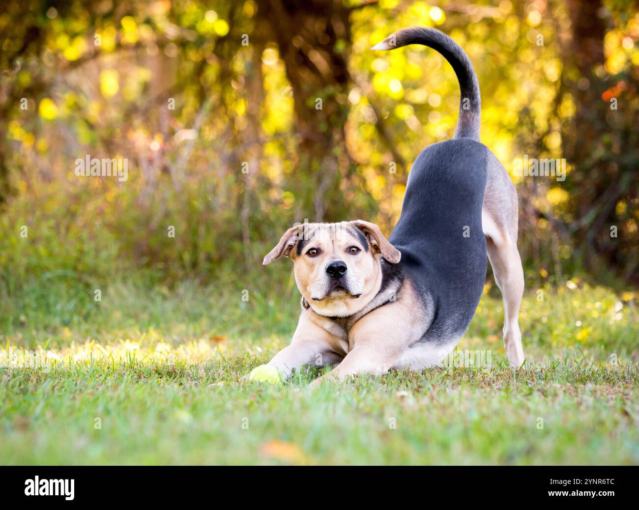 Playful dog stretching its body hi-res stock photography and images - Alamy