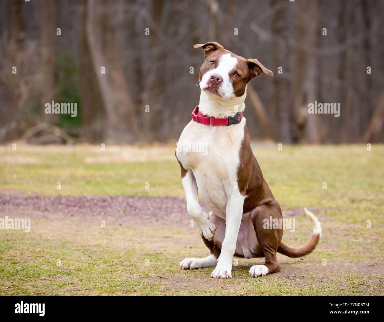A brown and white Pit Bull Terrier mixed breed sitting with a head tilt ...