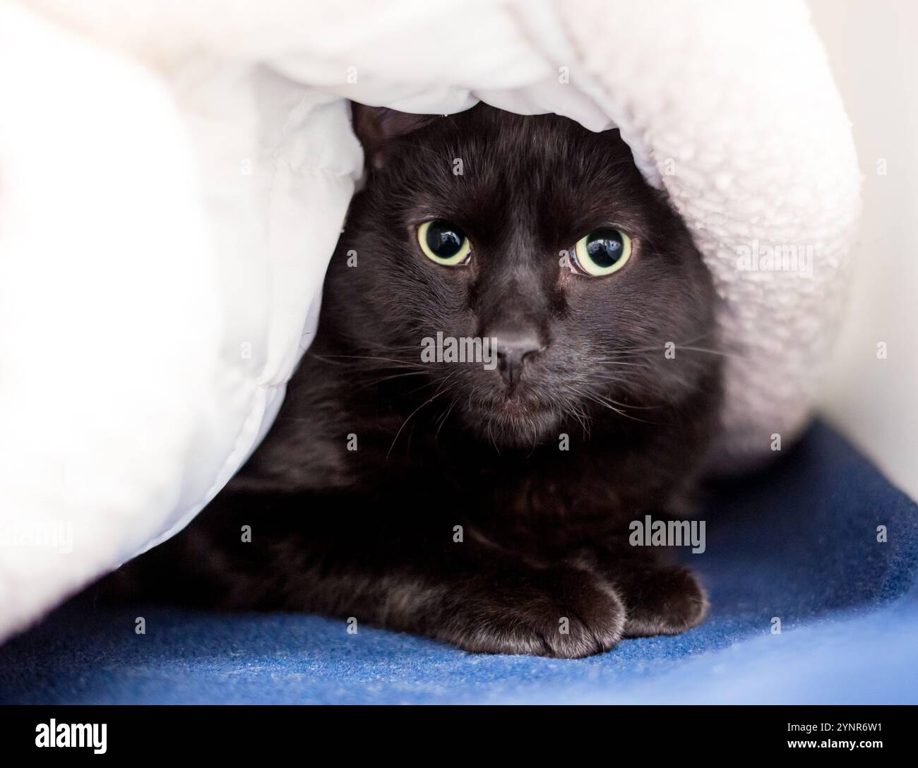 A timid black shorthair cat hiding and peeking out from under a blanket ...