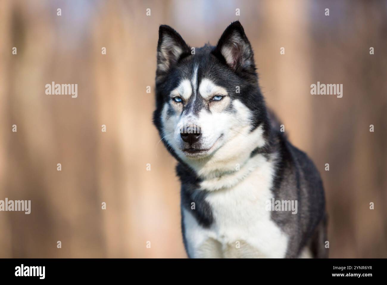 Squinting eye dog hi-res stock photography and images - Alamy