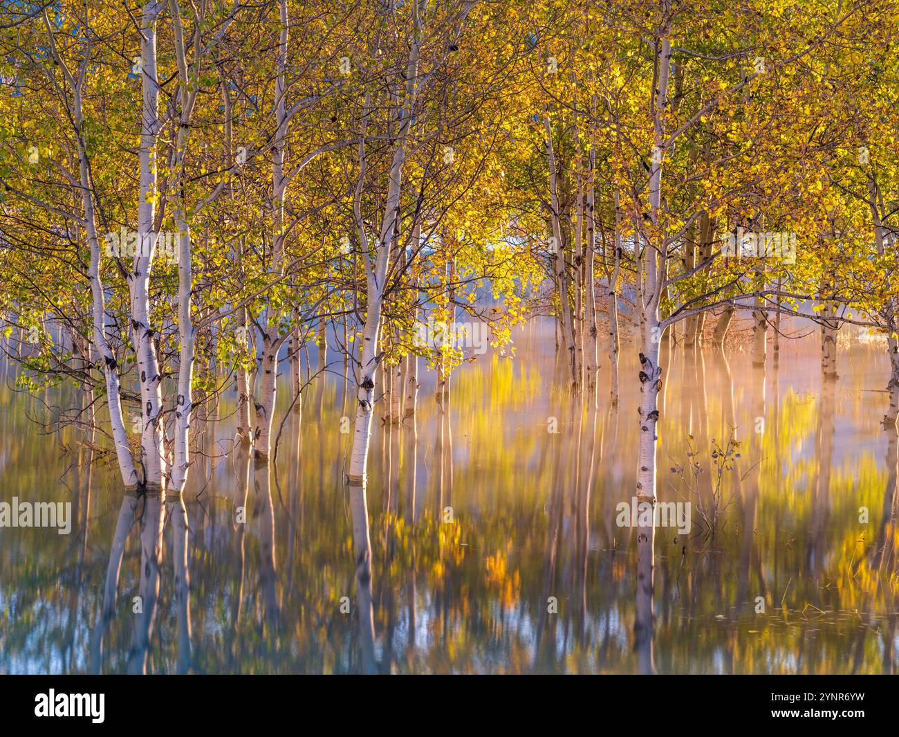 Floating Fall Colors Aspens in Canada Stock Photo - Alamy