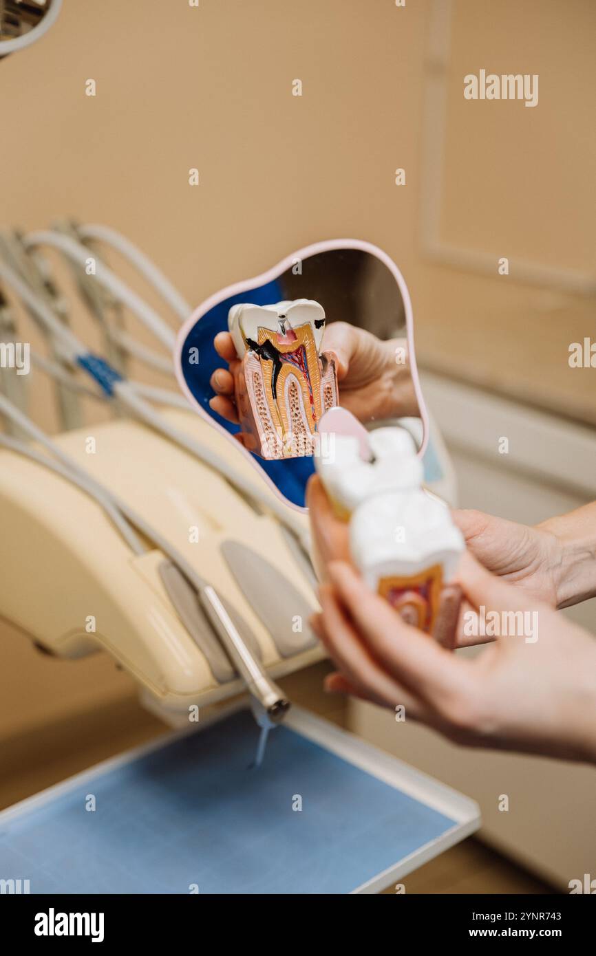 Tooth model reflection in a dental mirror highlighting oral anatomy and ...