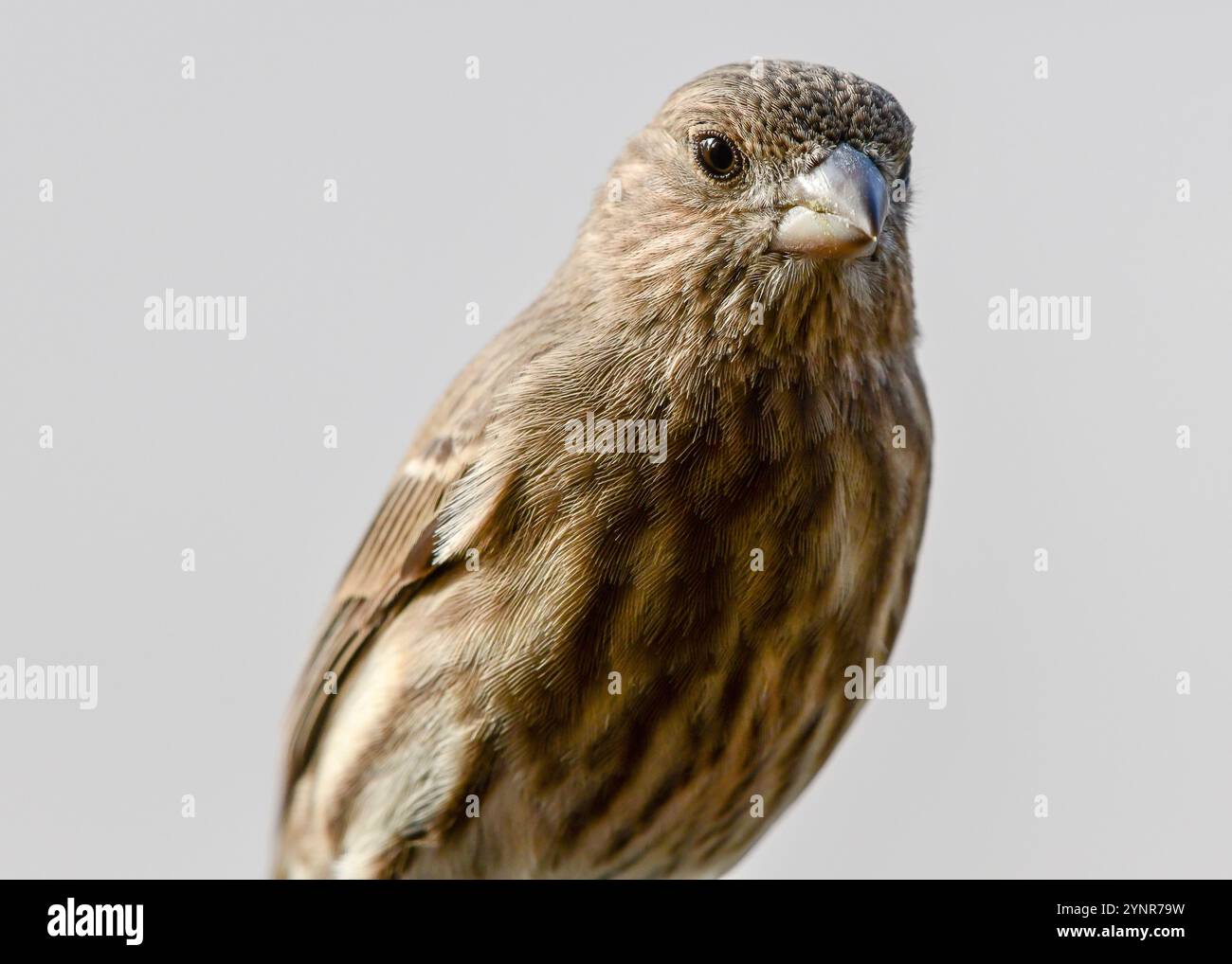 Old world sparrow hi-res stock photography and images - Alamy