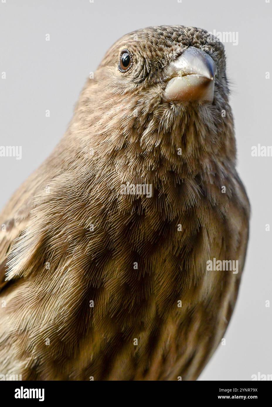 Old world sparrow hi-res stock photography and images - Alamy