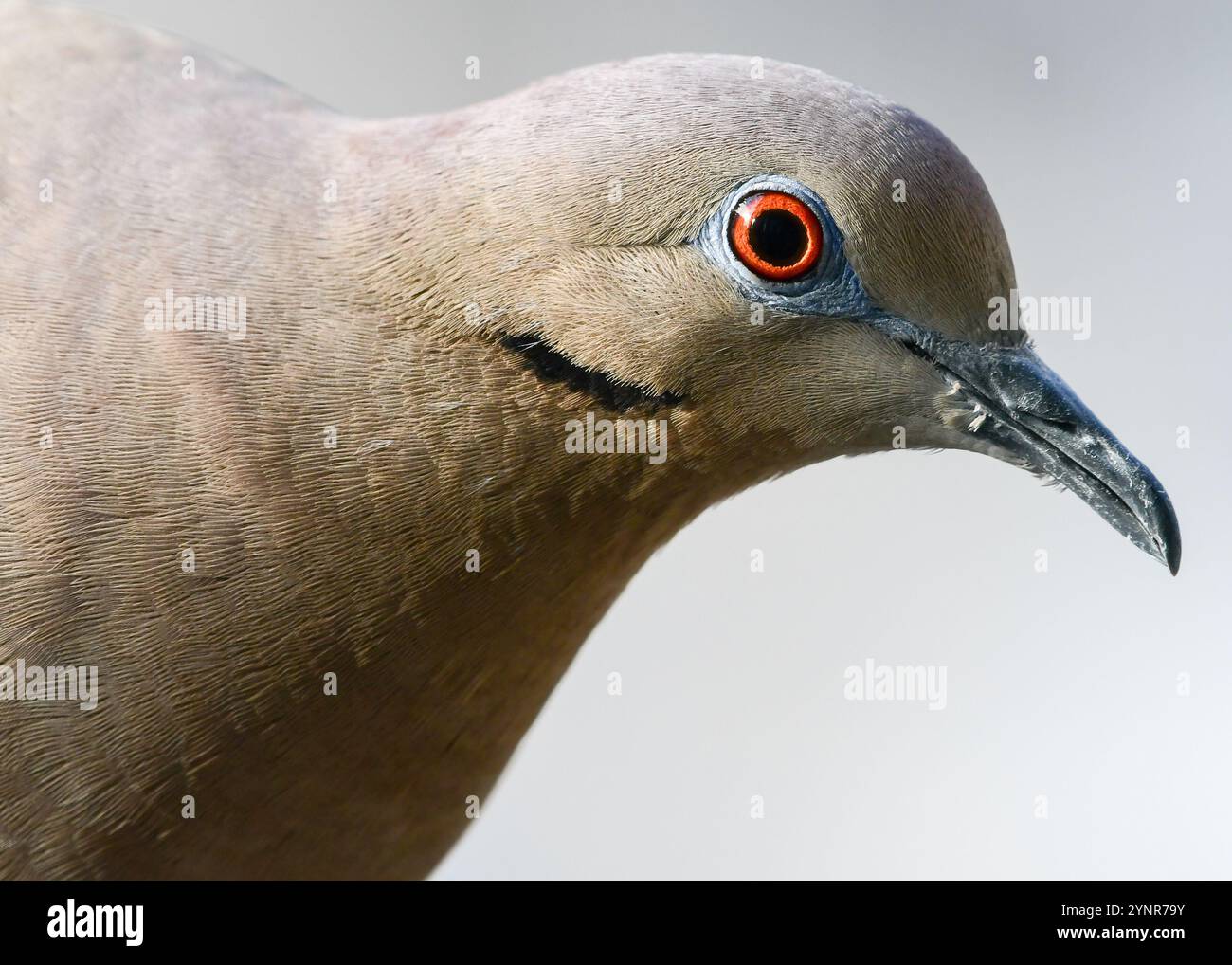 White winged dove bird hi-res stock photography and images - Alamy