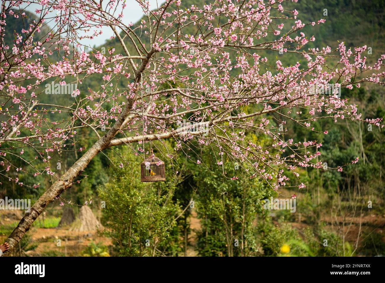 Spring and the peaceful life of the Hmong ethnic group in Ha Giang ...