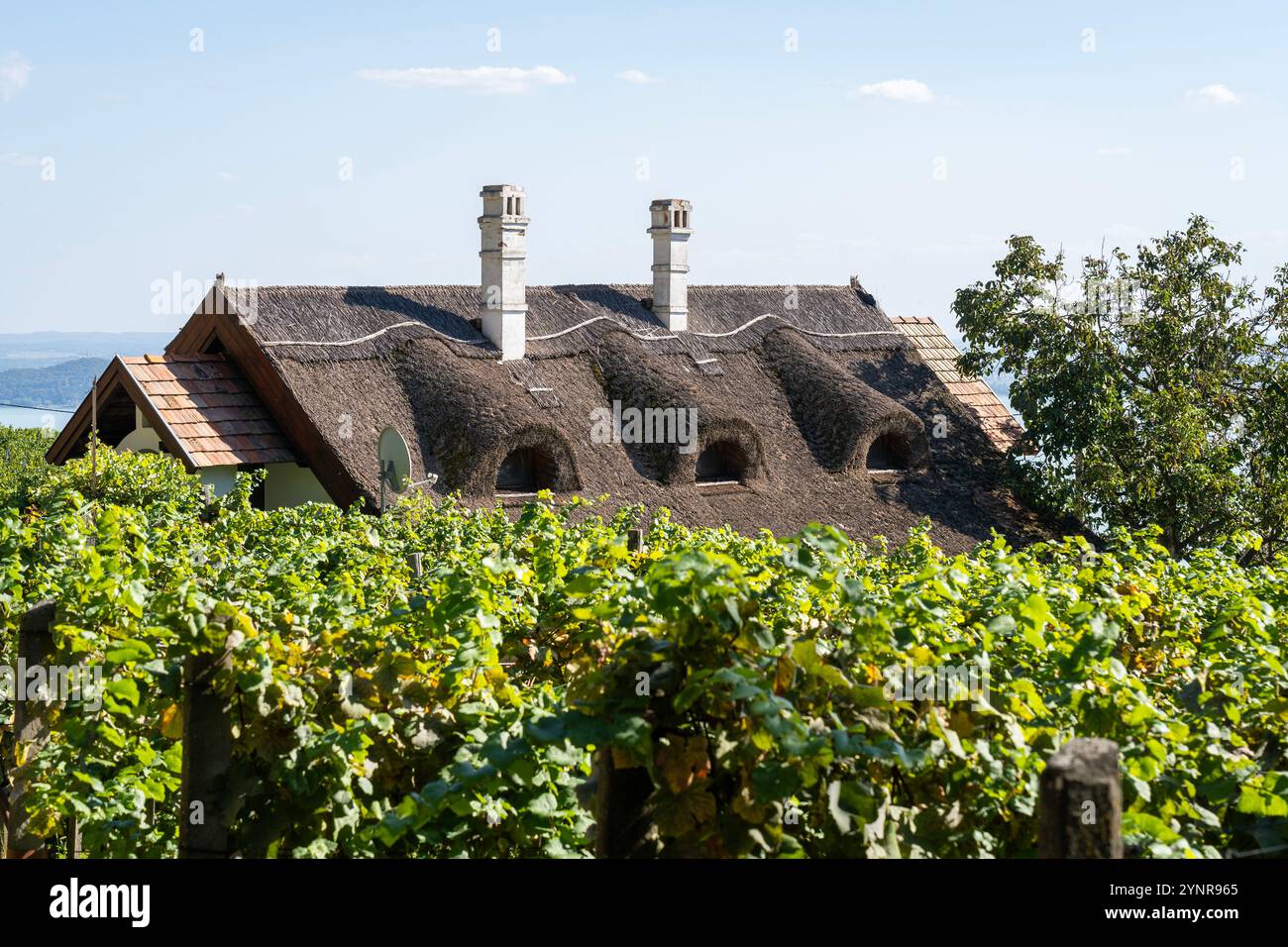 Traditional thatched roof house with vine plants Stock Photo - Alamy