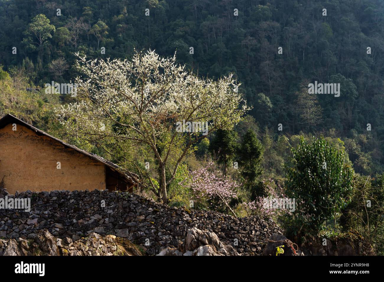 Spring and the peaceful life of the Hmong ethnic group in Ha Giang ...