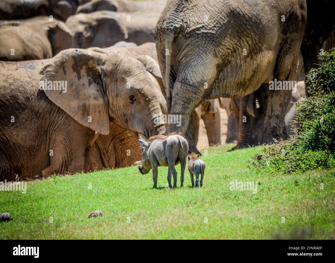 Warthog parent explains to a disappointed piglet that swimming plans ...
