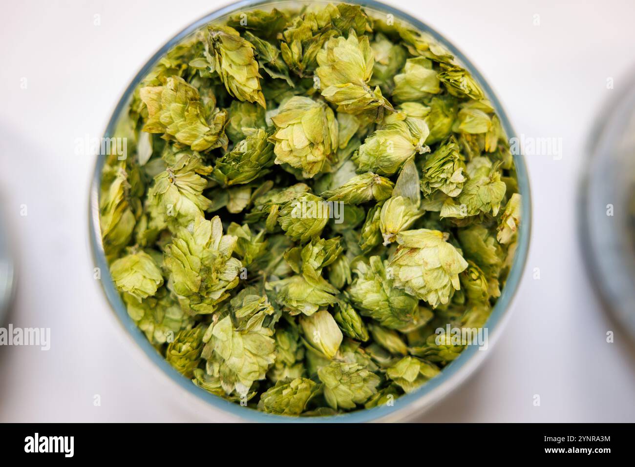 Nuremberg, Germany. 26th Nov, 2024. Hops of the Alsatian variety Aramis ...