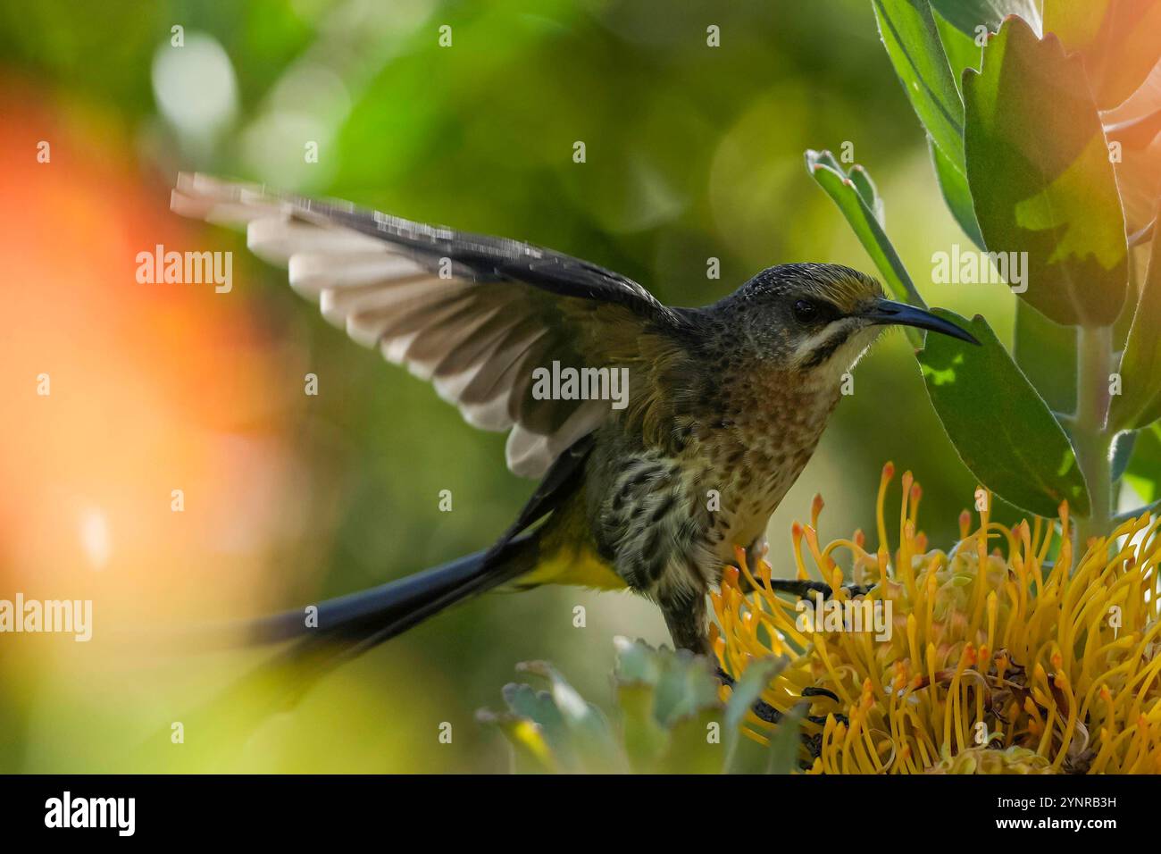 Cape Sugar bird in South Africa Cape Sugar bird on a Pincushion Protea ...