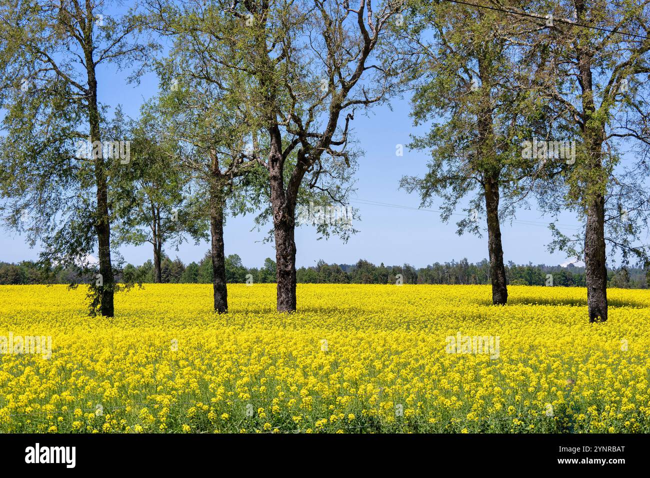 Landscapes, flora and fauna in southern Chile, near Puerto Varas and ...