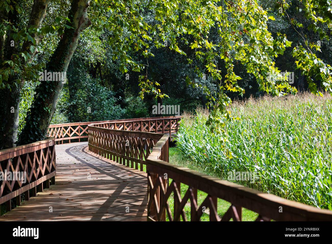 Wooden walkway on the river walk of the Anllons River in A Laracha, A ...