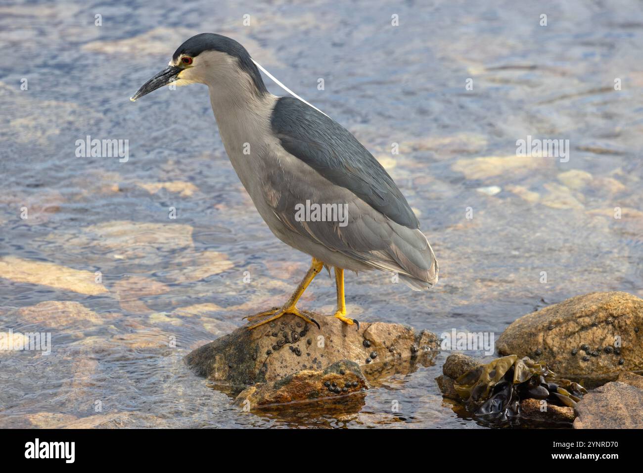 A Black Crowned Night Heron, Nycticorax nycticorax falklandicus, on New ...