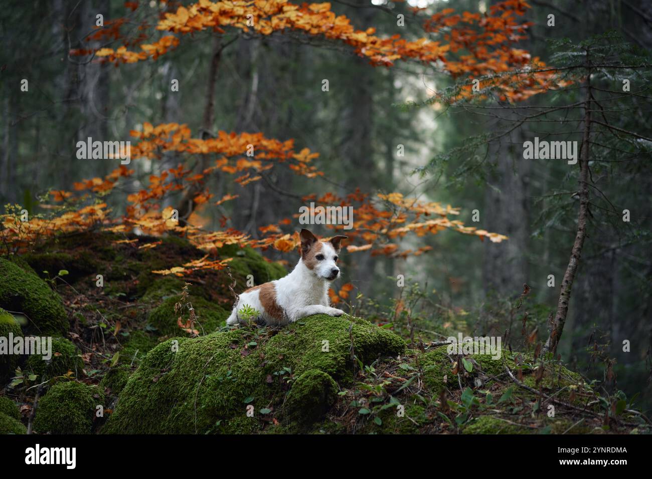 A Jack Russell Terrier and a Nova Scotia Duck Tolling Retriever explore ...