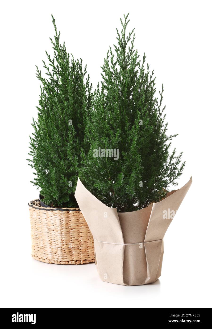 Two small white christmas trees hi-res stock photography and images - Alamy