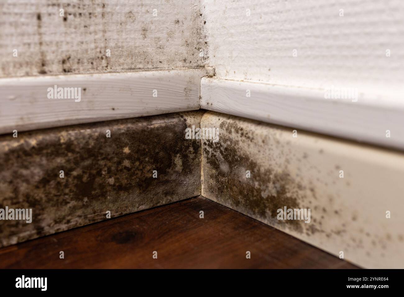 Indoor mold close-up showing black mildew on wall baseboard and ...