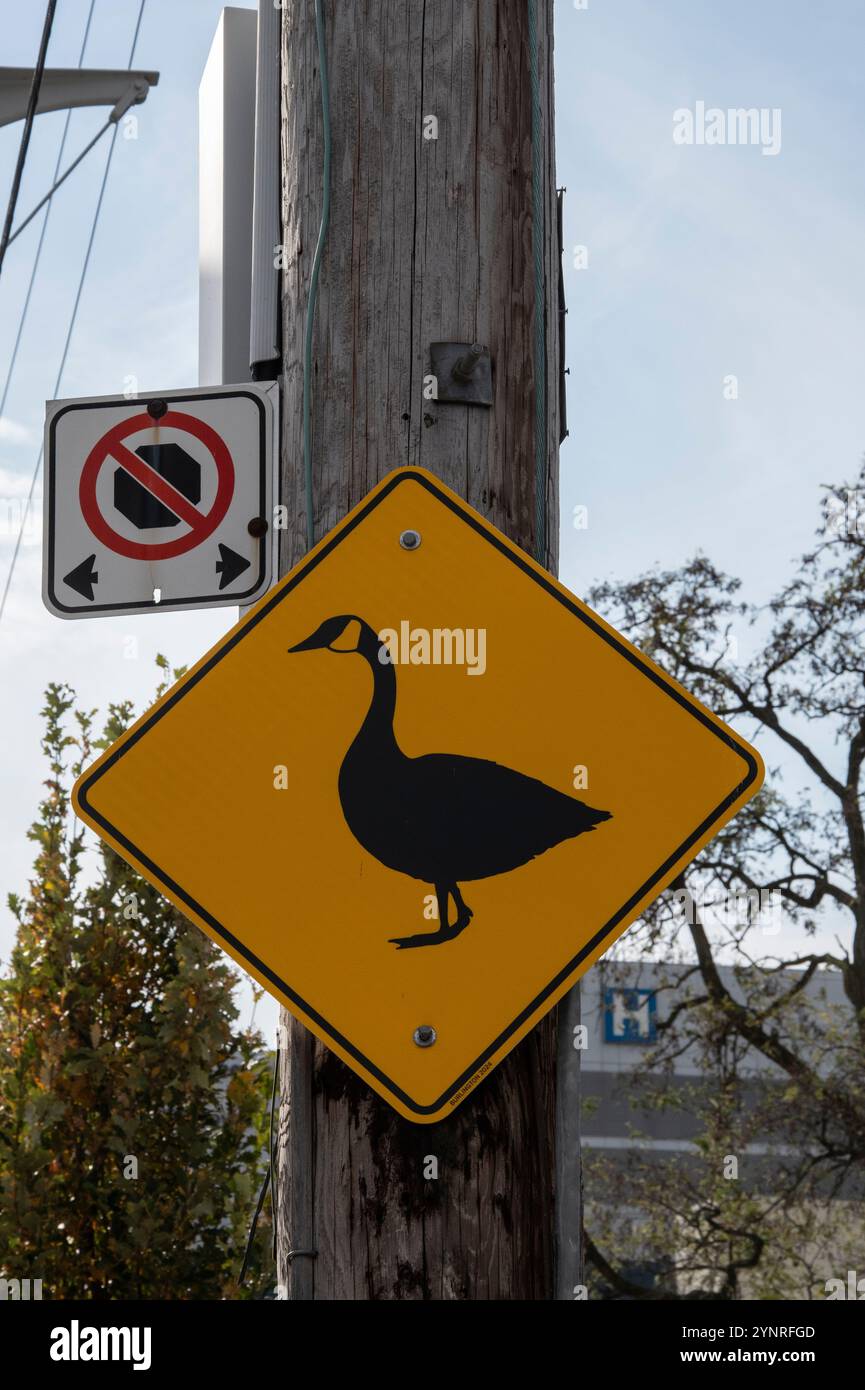 Canada goose crossing and no stopping signs on Lakeshore Road in ...