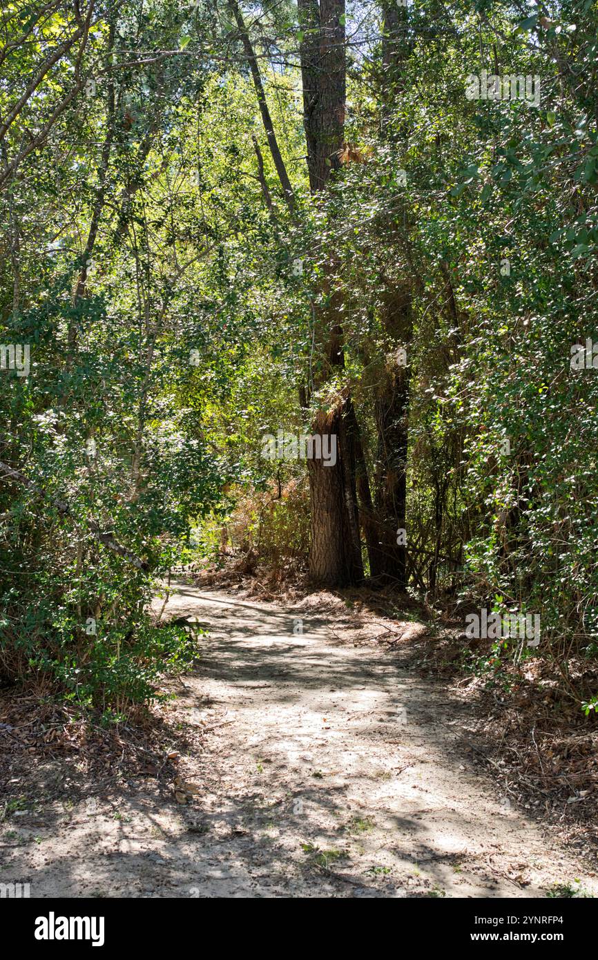 Forest trees dense walking hi-res stock photography and images - Alamy