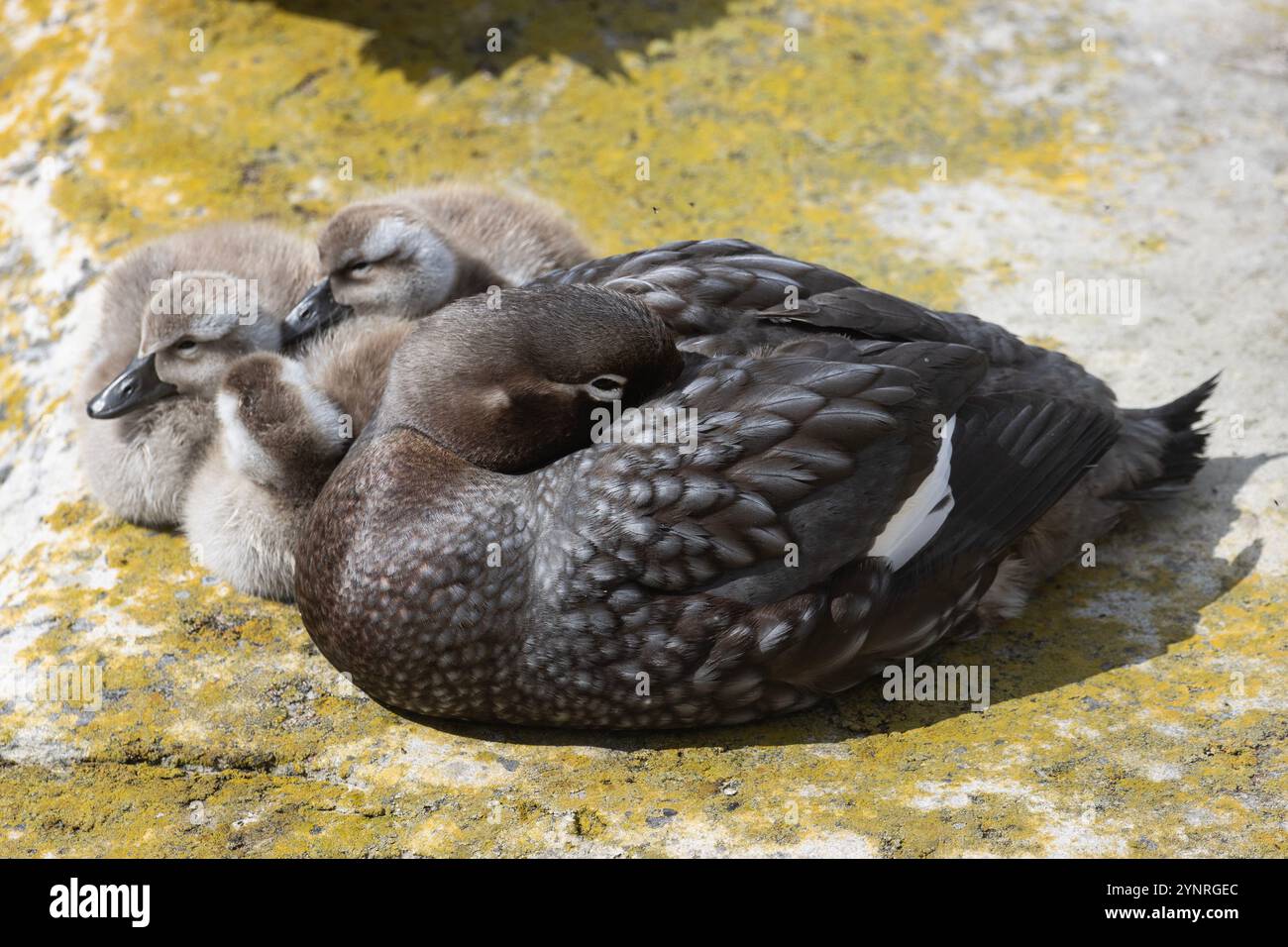 Female Falkland Steamer Duck, Tachyeres brachypterus, with chicks, on ...