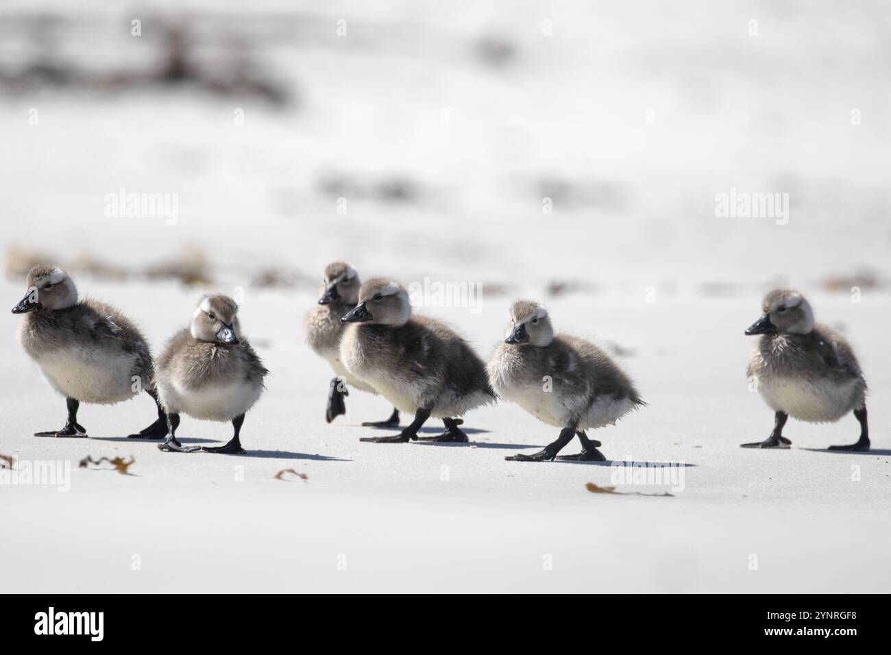 Female Falkland Steamer Duck chicks, Tachyeres brachypterus, on New ...