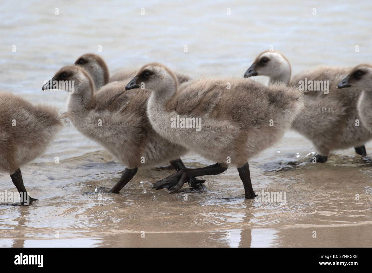 Upland Goose goslings, Chloephaga picta leucoptera, on New Islands in ...