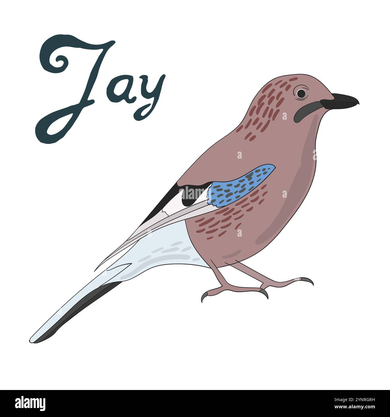 Jay feathers Stock Vector Images - Alamy
