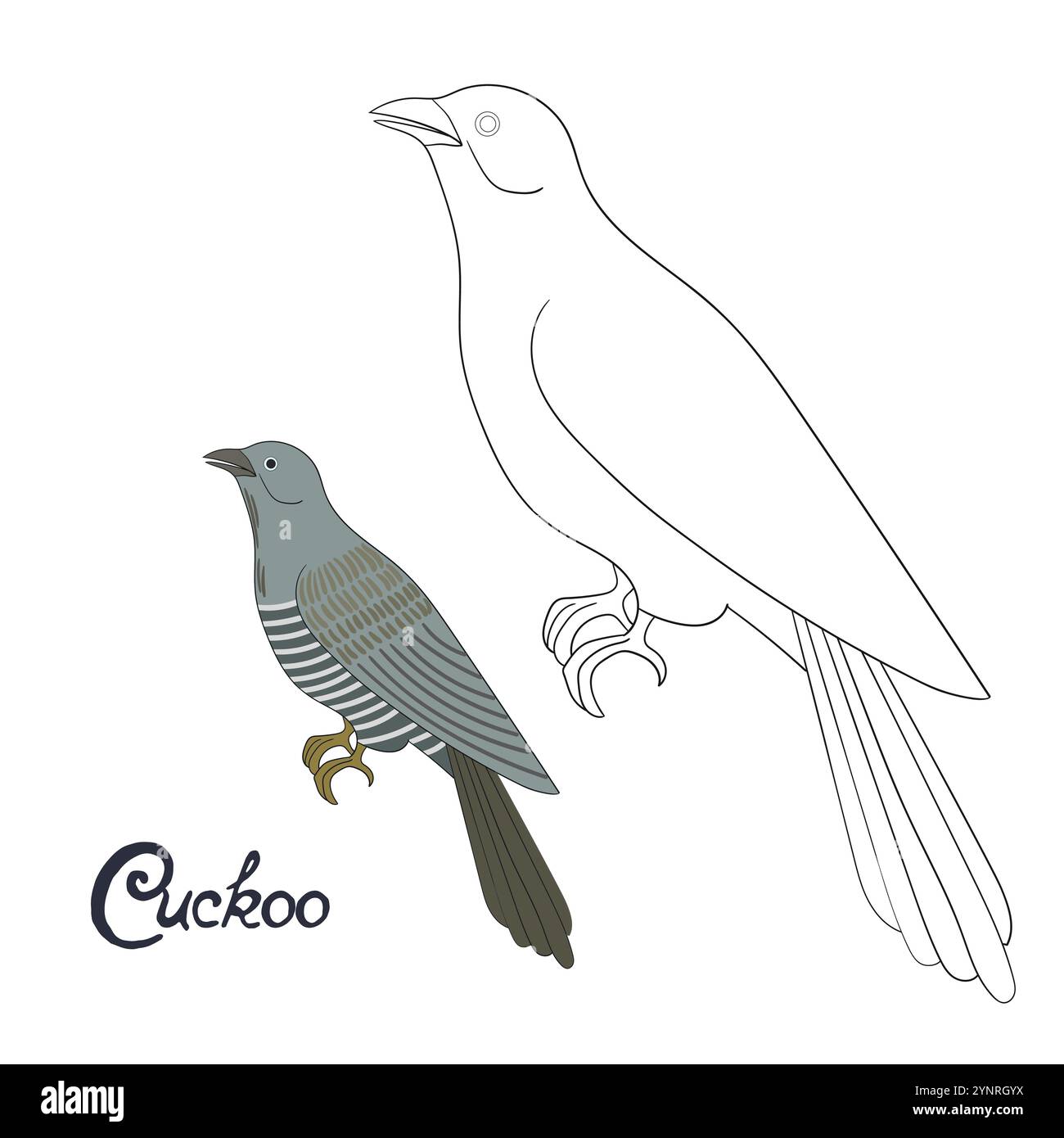 Cuckoo drawing hi-res stock photography and images - Alamy