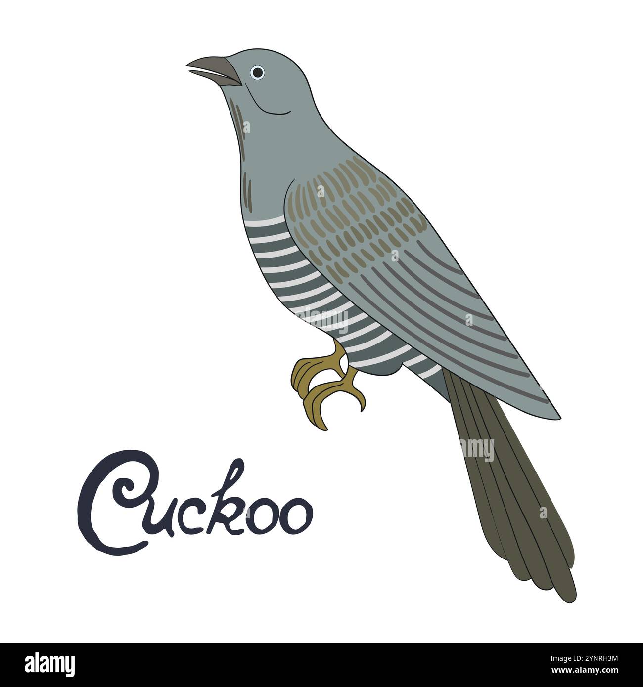Cuckoo drawing hi-res stock photography and images - Alamy
