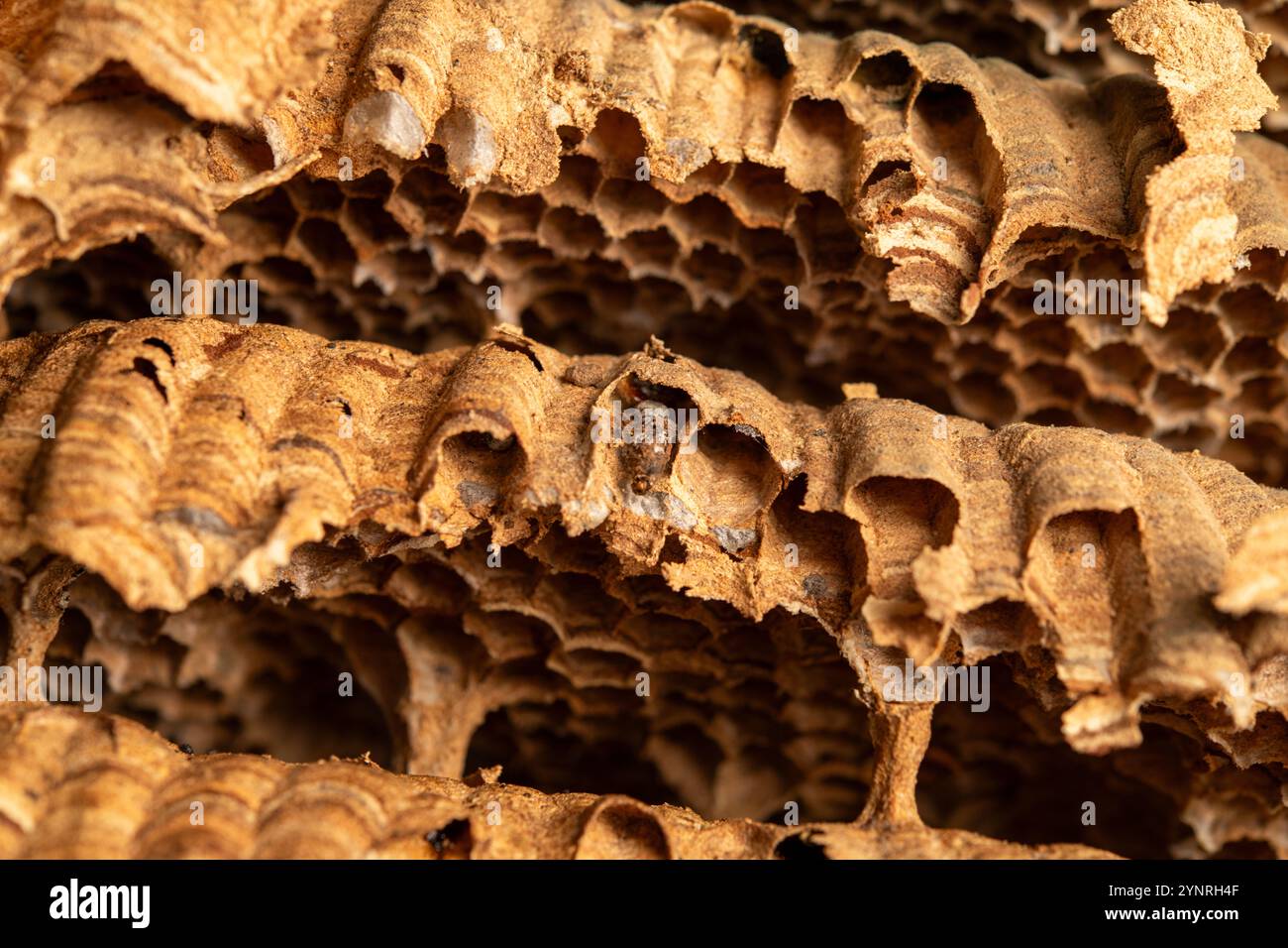 Hornet at their natural habitat hi-res stock photography and images - Alamy