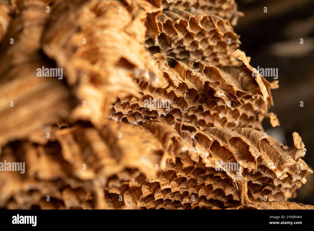Illustration reveals textures hi-res stock photography and images - Alamy