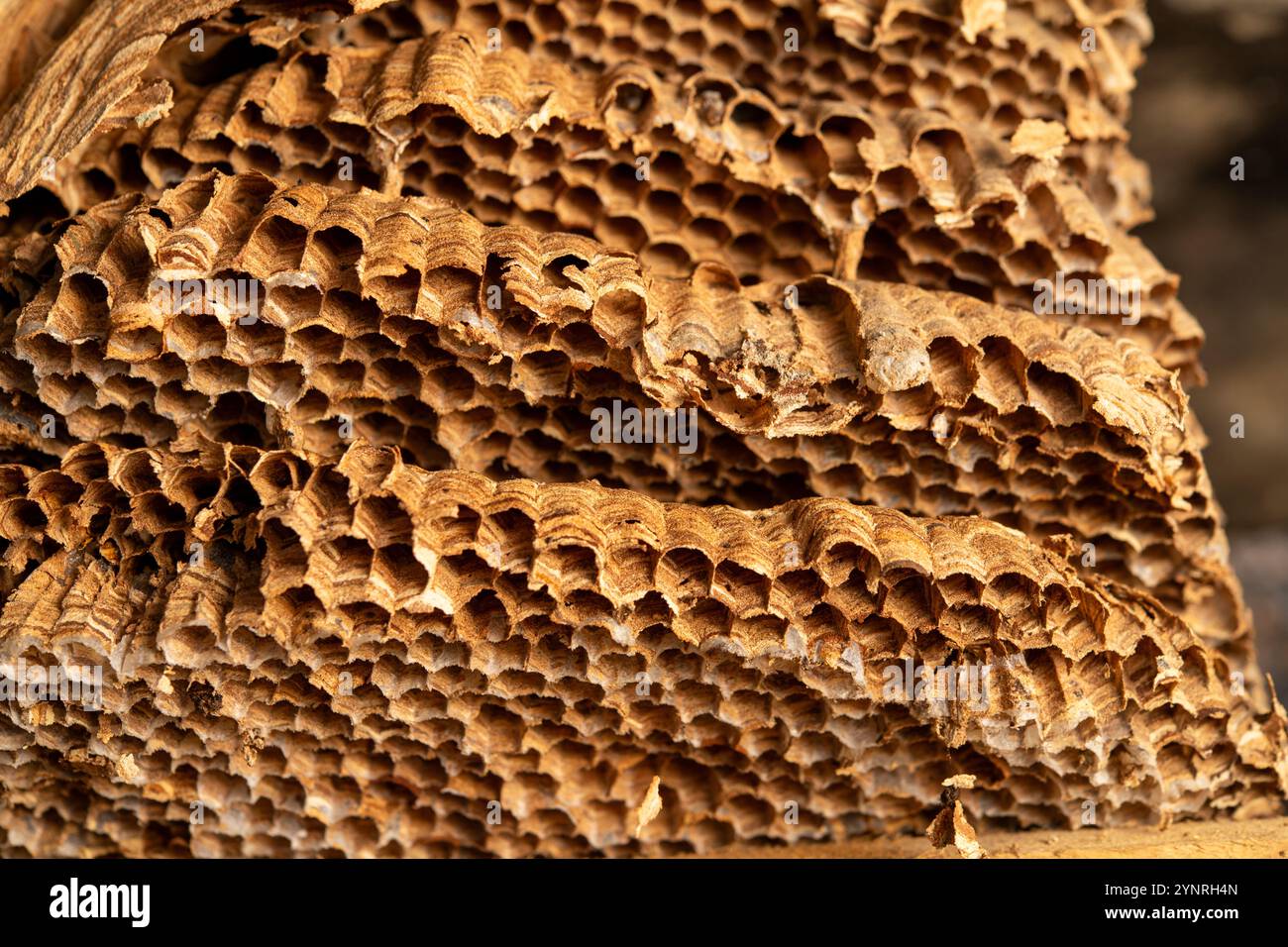 Explore the fascinating details of a hornet's nest, showcasing its ...
