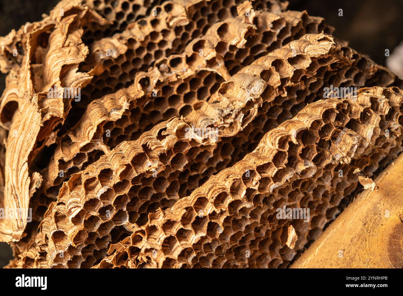 Examine the intricate patterns and structures of a hornet's nest ...