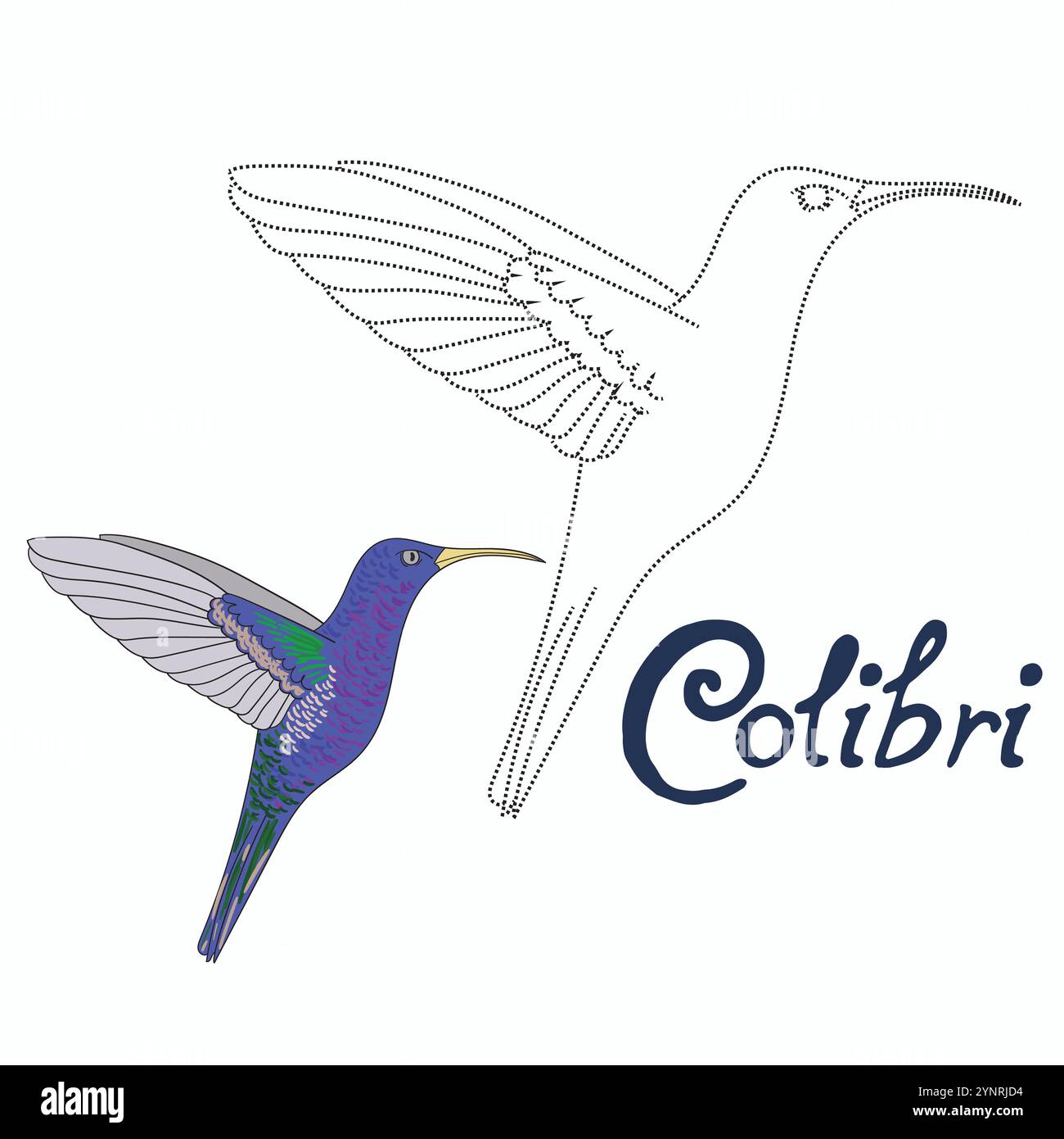 Colibri drawing Cut Out Stock Images & Pictures - Alamy
