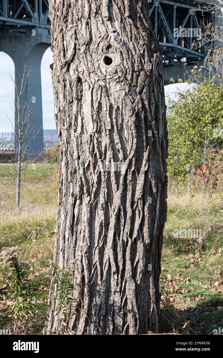 Woodpecker hole in a tree trunk at Hamilton Beach Park in Hamilton ...