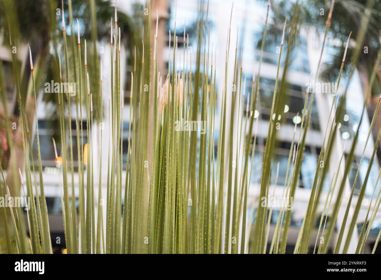 Urban greenery with unique plant textures and modern buildings in ...