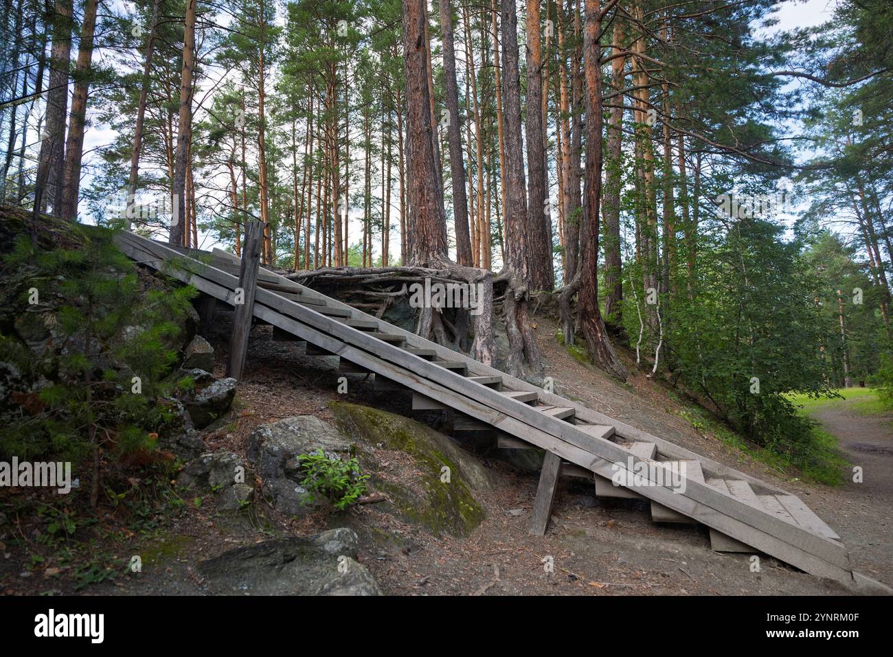 wooden staircase in the forest Stock Photo - Alamy