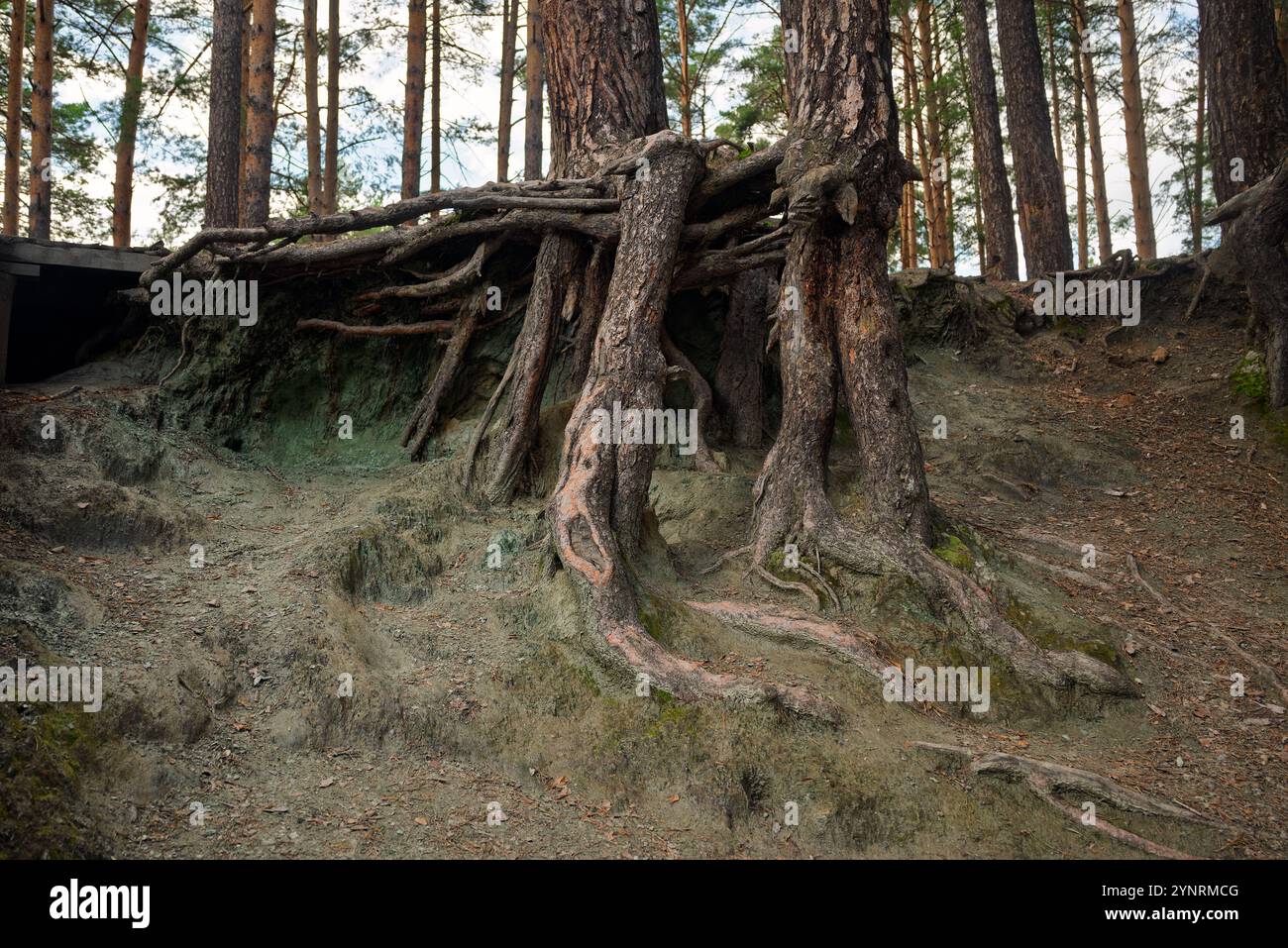 Large tree roots are sticking out of the ground Stock Photo - Alamy