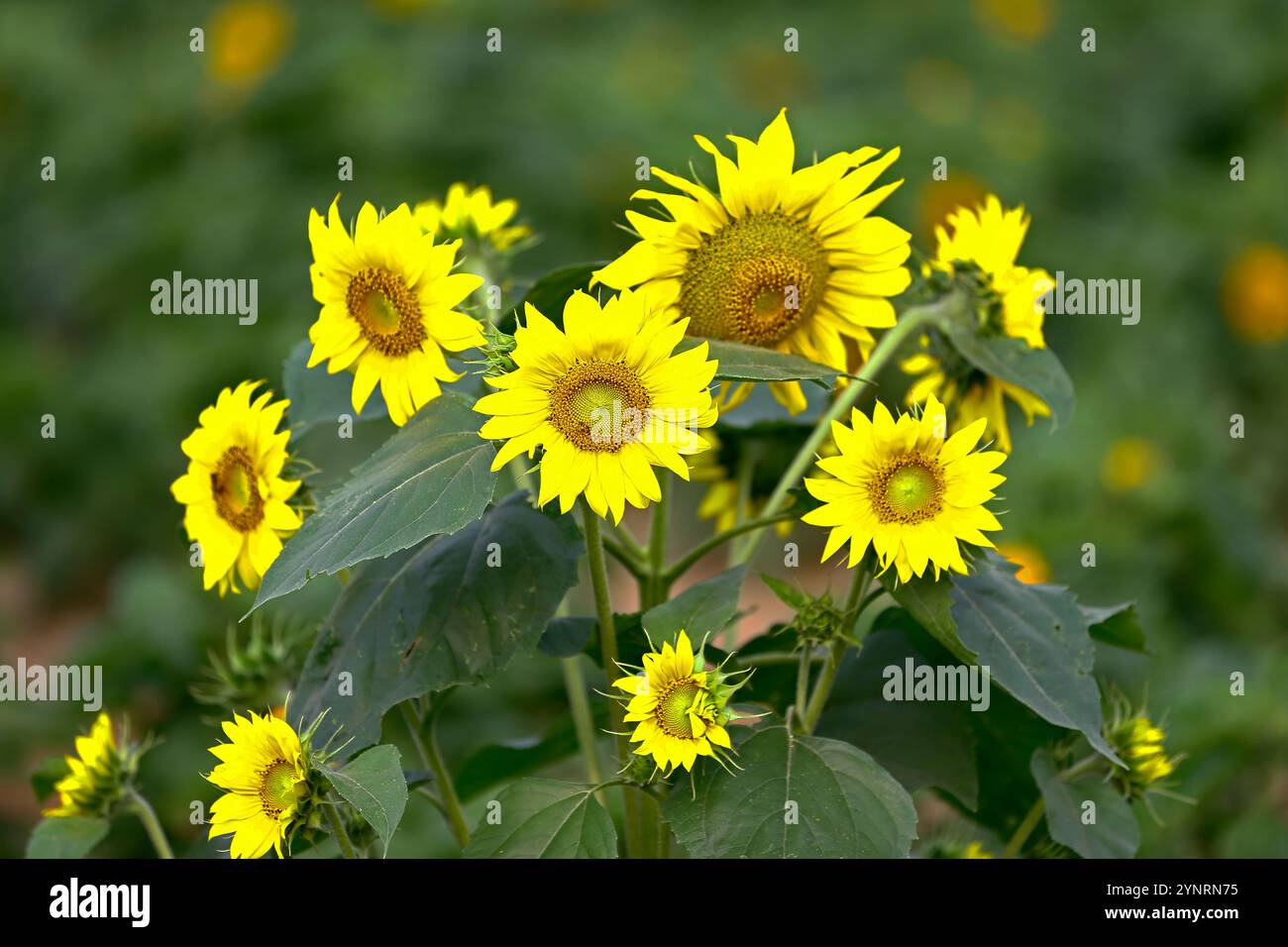 Sunflower grow in the wild Stock Photo - Alamy