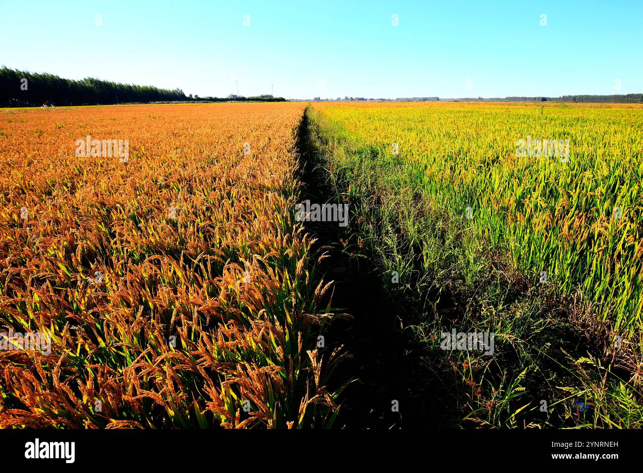 The autumn rice fields Stock Photo - Alamy