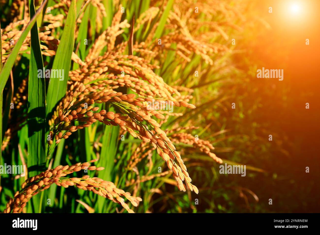 The autumn rice fields Stock Photo - Alamy