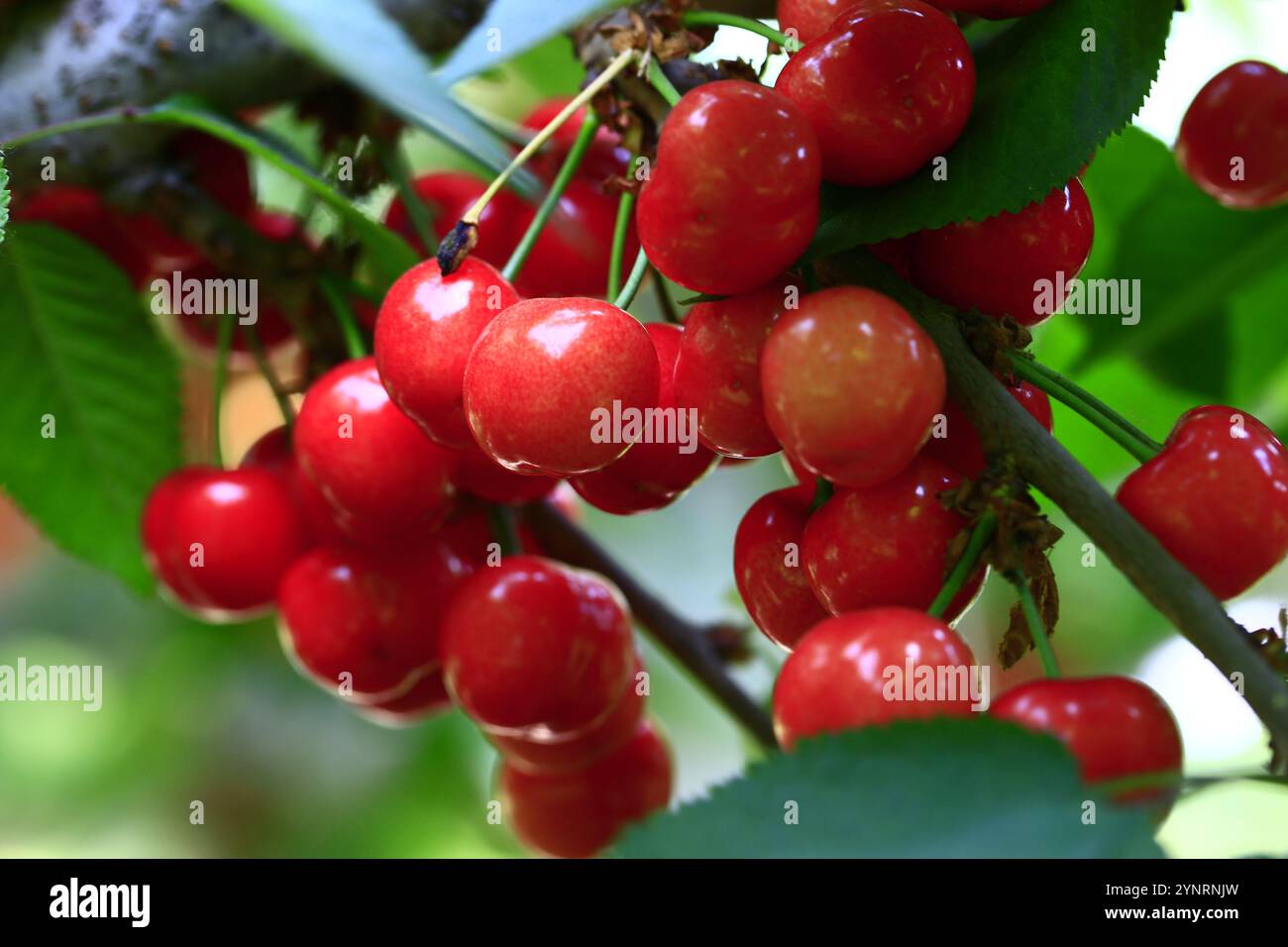 Mature large cherry hanging in a tree Stock Photo - Alamy